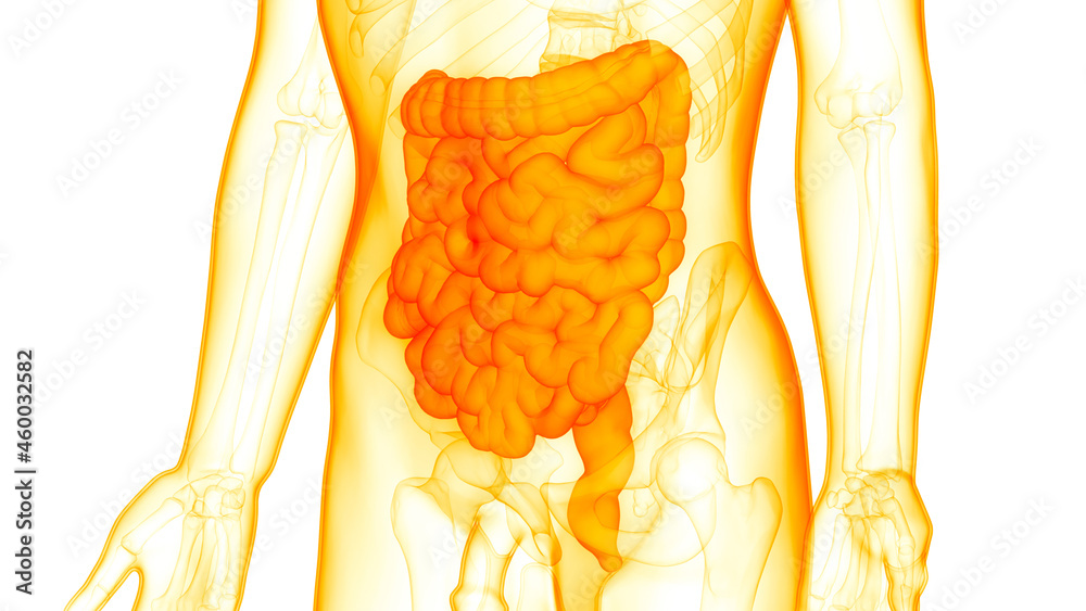 Human Digestive System Large and Small Intestine Anatomy Stock ...
