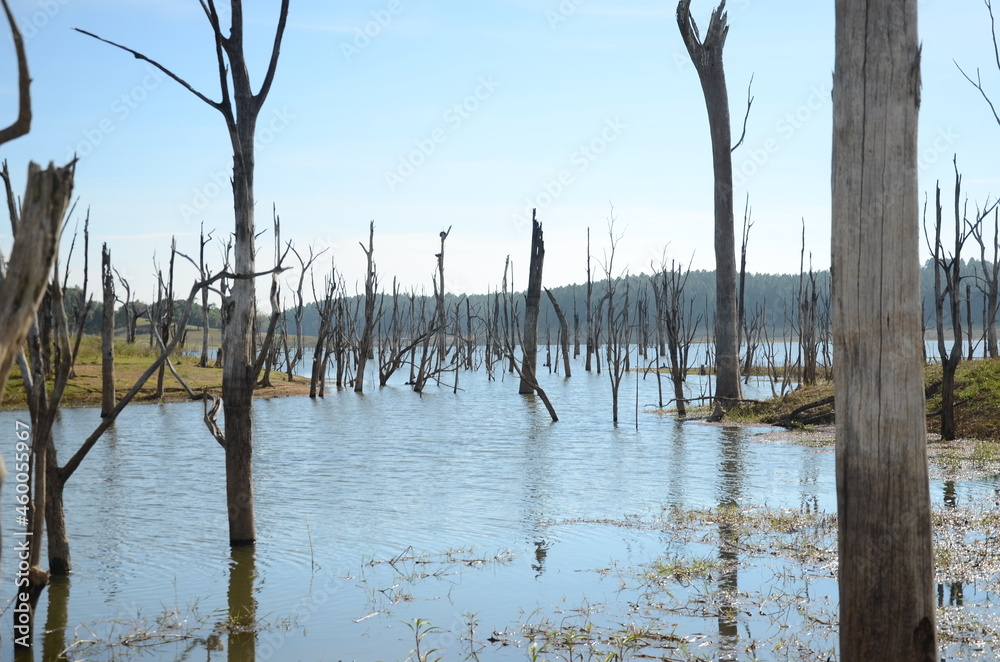 forest destroyed by flooding, extreme weather, environmental ...