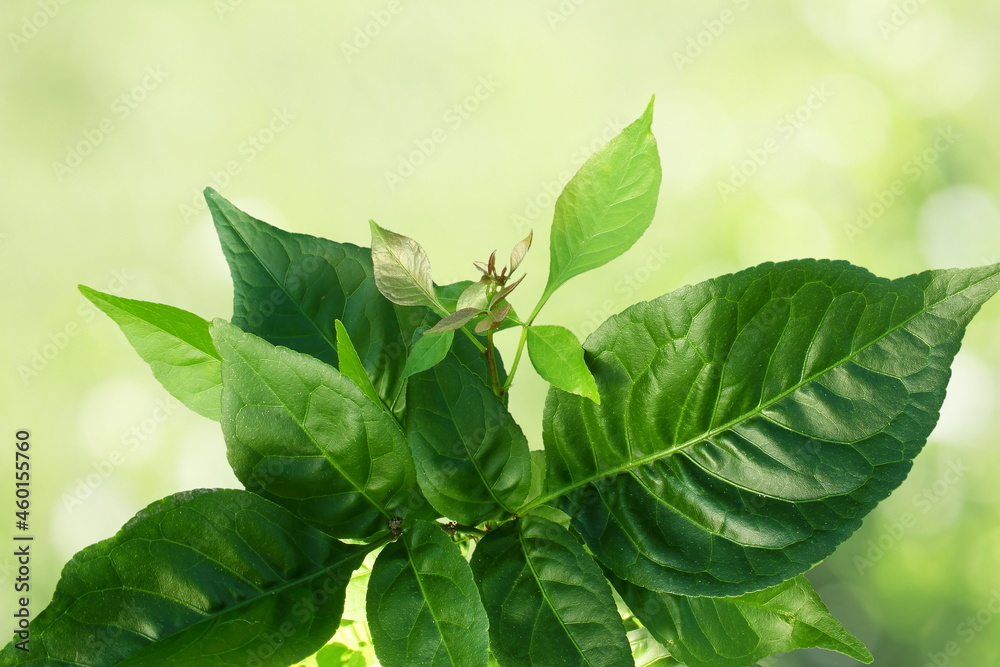 indian hindu religious holy plant bilva patra or bili patra used ...