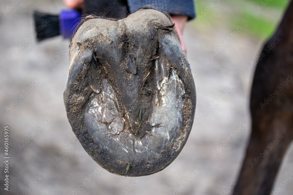 Horse hoof from underneath. Close up. Frog. Bottom of the hoof. Hoof ...