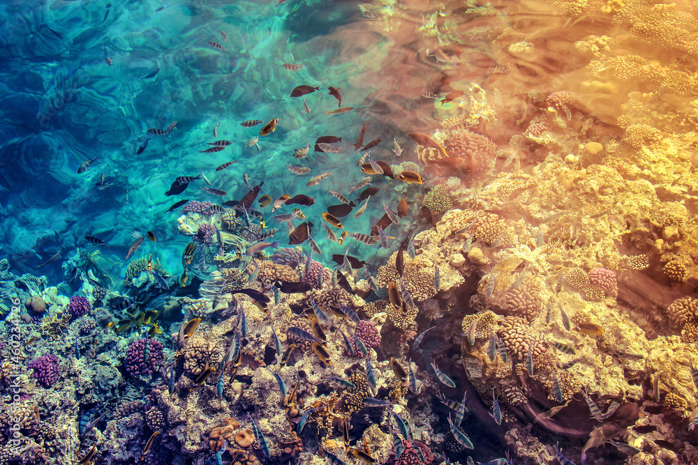 Defocused background image of blue water of Red Sea with coral reef and ...