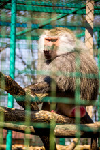 Hamadryas Baboon In Cage Free Stock Photo - Public Domain Pictures