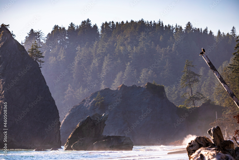 American bald eagle flying above the pacific water with the sea stacks ...