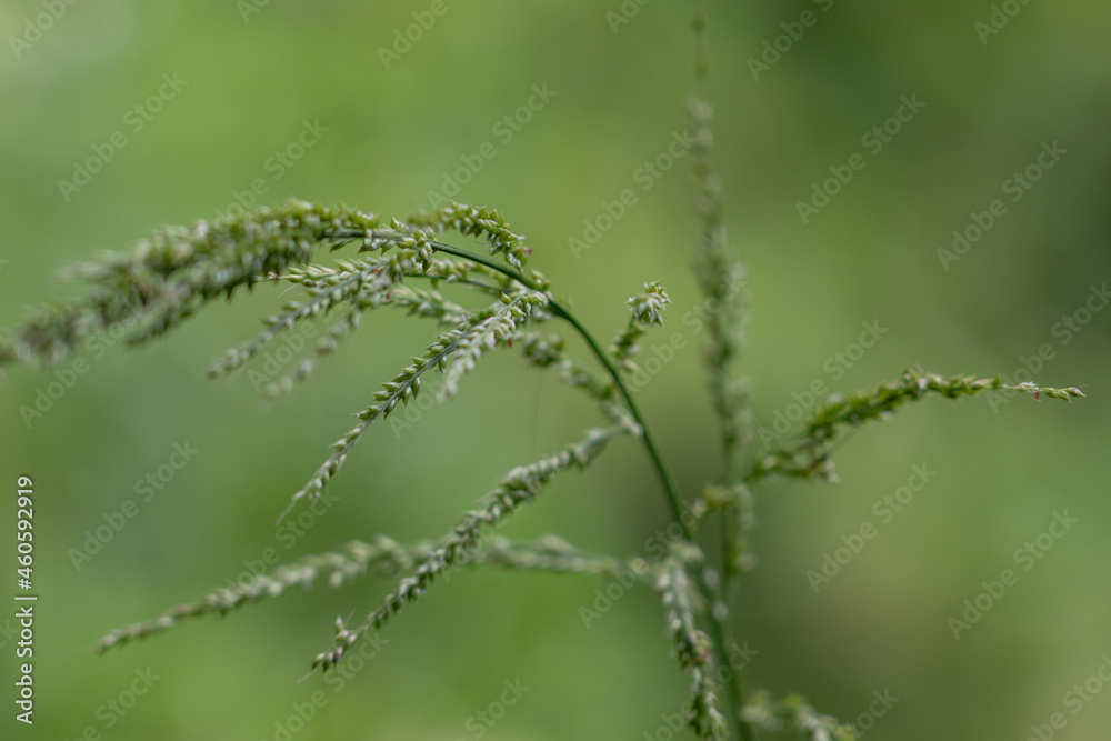 Setaria palmifolia is a species of grass known by the common names ...
