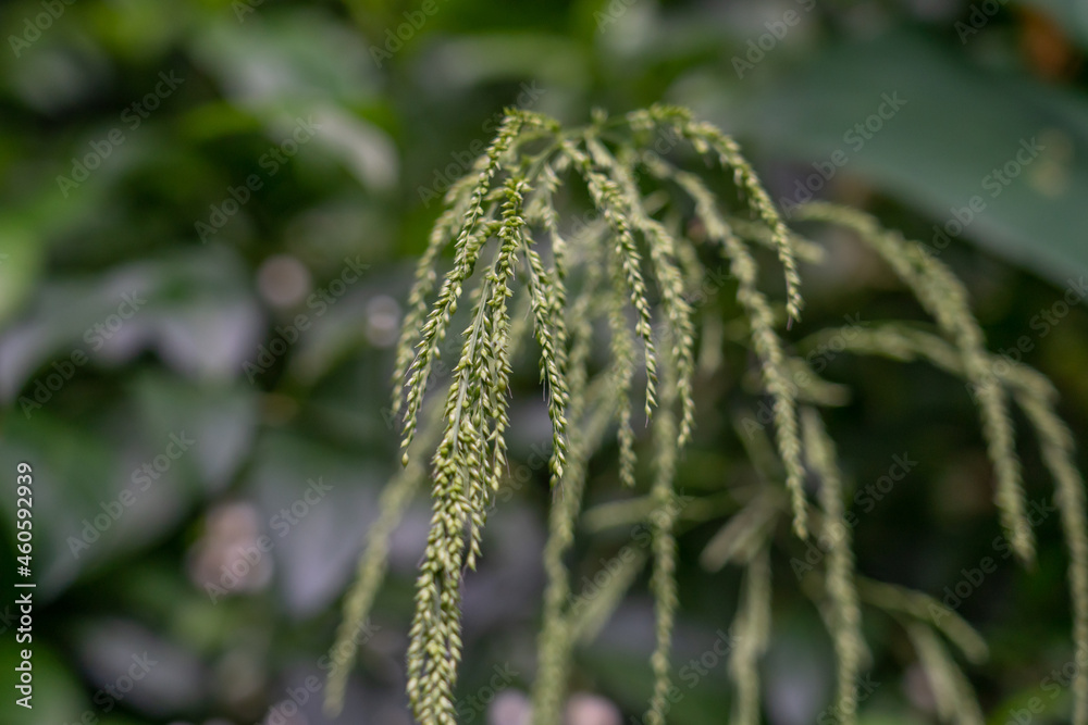 Setaria palmifolia is a species of grass known by the common names ...