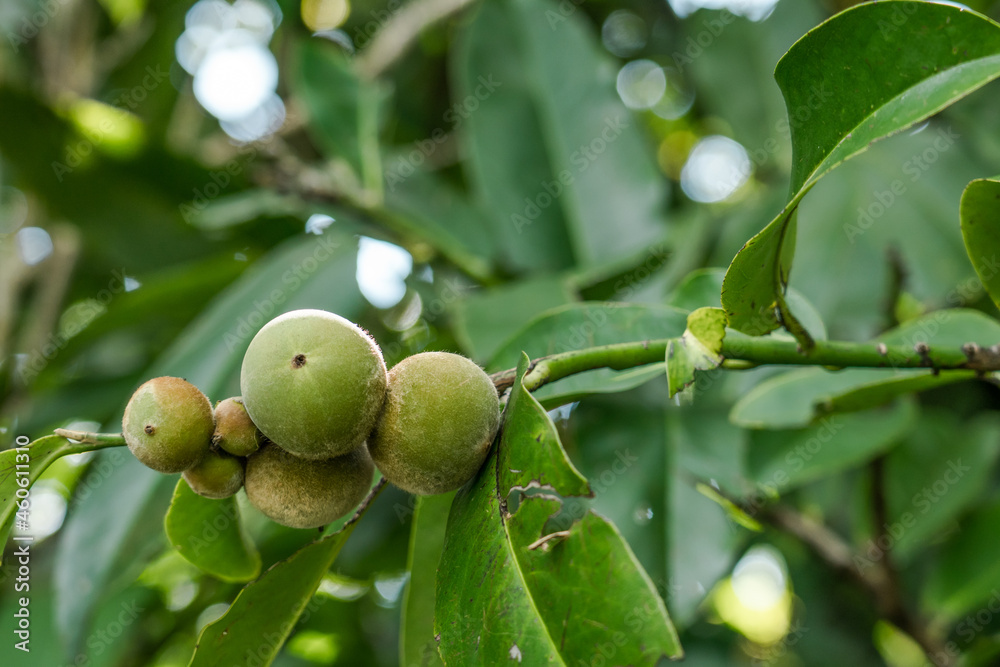 Diospyros discolor commonly known as velvet apple, velvet persimmon ...