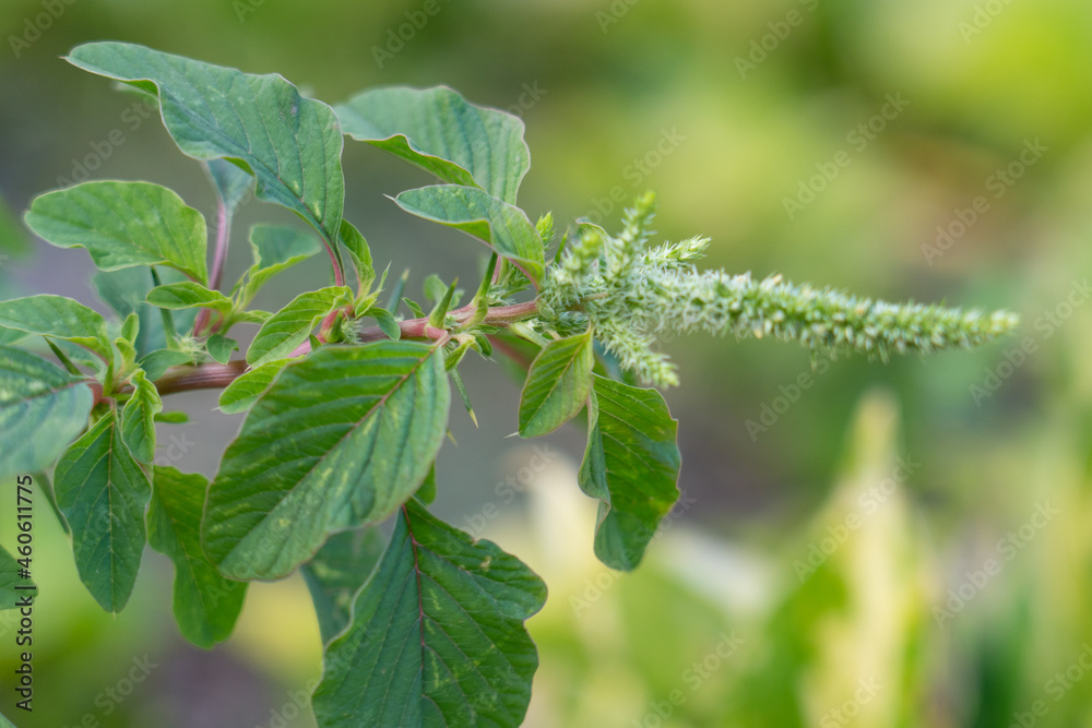Amaranthus spinosus, commonly known as the spiny amaranth, spiny ...
