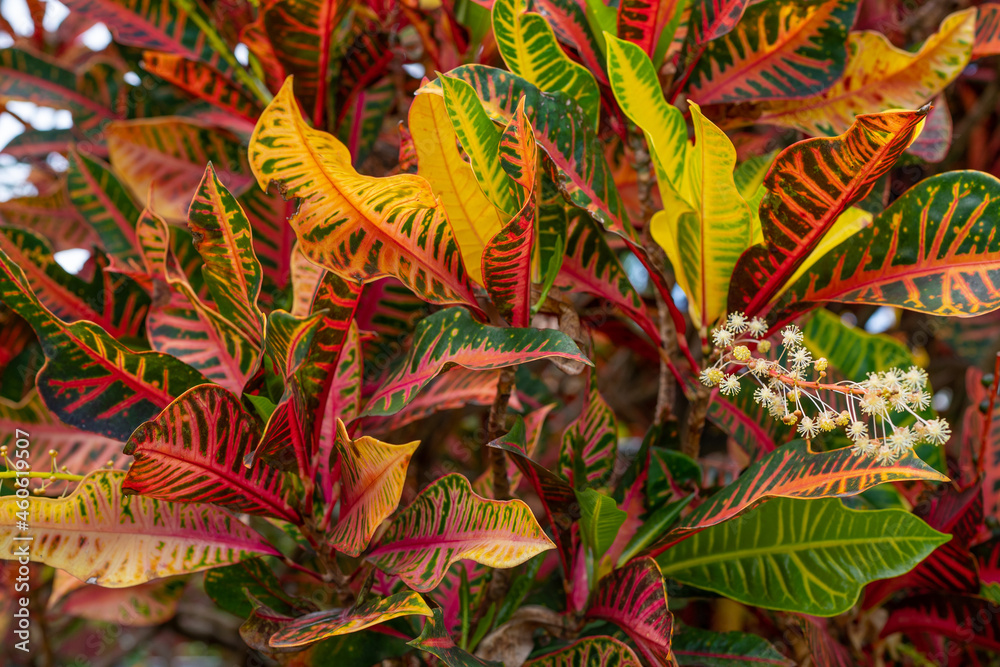 Codiaeum variegatum (fire croton, garden croton, or variegated croton ...