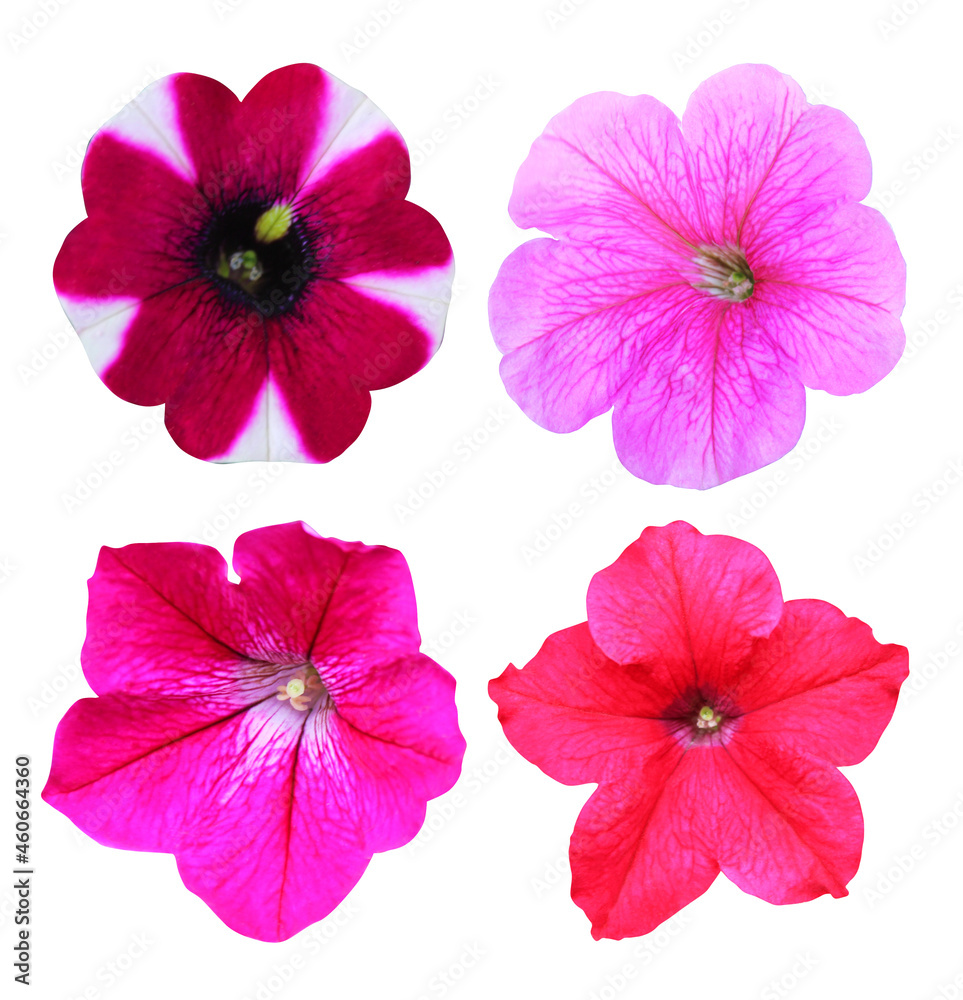 colorful floral clipart set Stock Photo | Adobe Stock