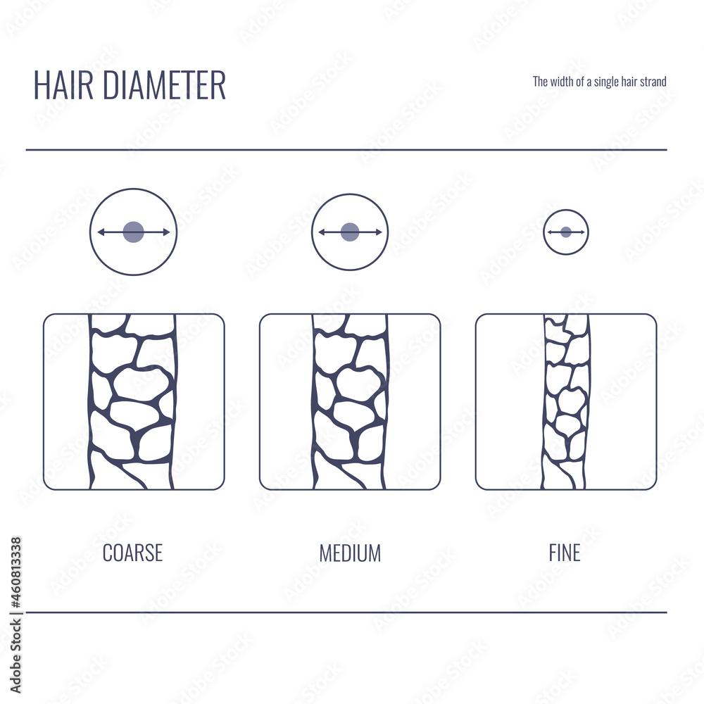 Hair thickness types classification set. Fine, medium, coarse strand ...