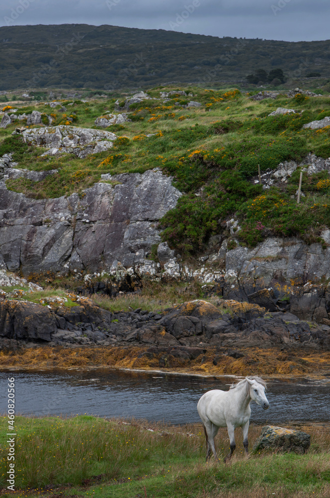 Foto de Stock Horses Ireland peet and heather fields. Mountains ...