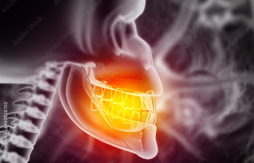 Anatomy of Maxilla and Mandible dental structure. 3d illustration Stock ...