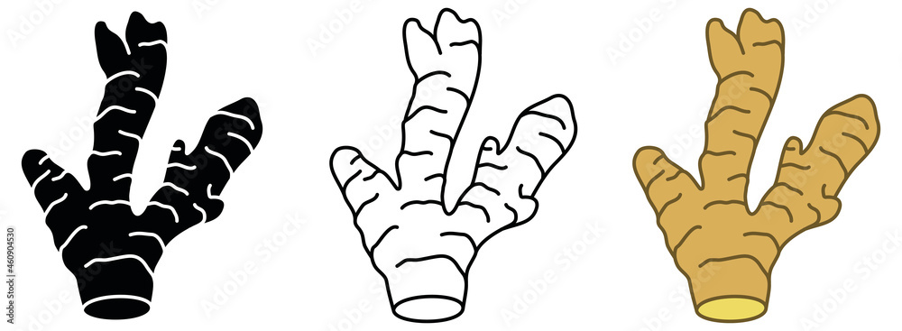 Ginger Root Clipart Set - Outline, Stamp Silhouette and Colored Stock ...