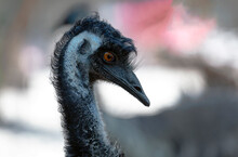 Emu Bird Free Stock Photo - Public Domain Pictures