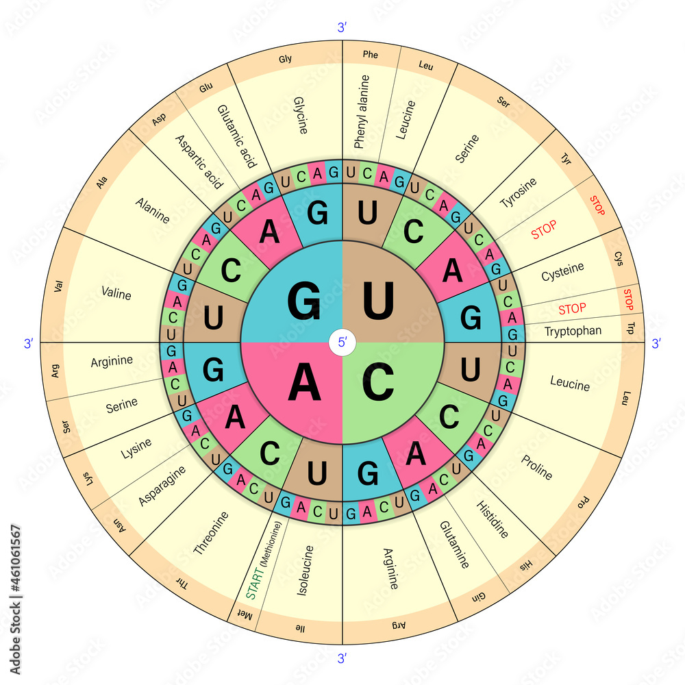 Genetic code. The three bases of an mRNA codon. Amino Acid Sequence ...