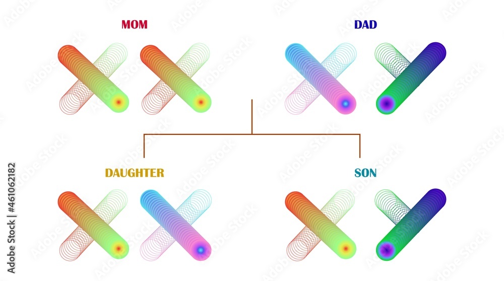 Diagram of male and female chromosomes in family. Ratio of x and y ...