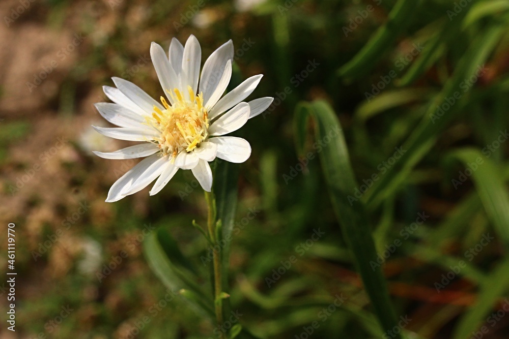 Creamy white flower of Prairie Goldenrod plant, also called White Flat ...