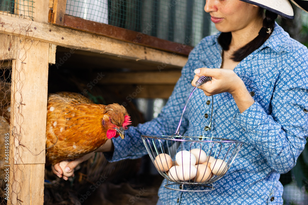 Peasant woman in Latin America, in a chicken coop. collecting eggs from ...