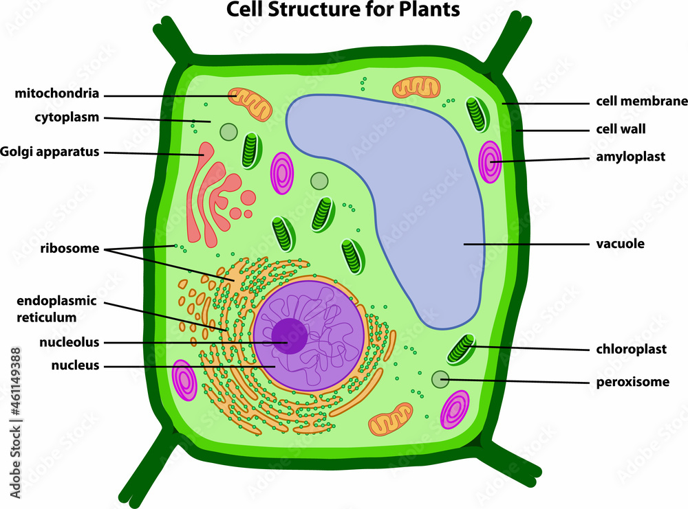 the diagram of Cell Structure Plant Stock Vector | Adobe Stock