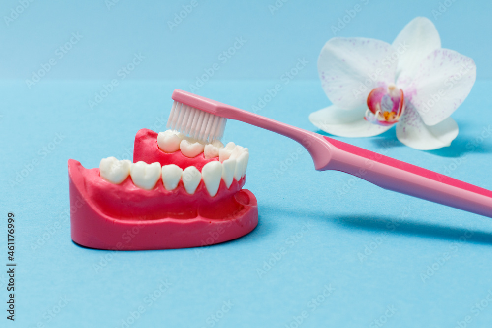 Toothbrush and layout of human lower jaw on the blue background. Stock ...