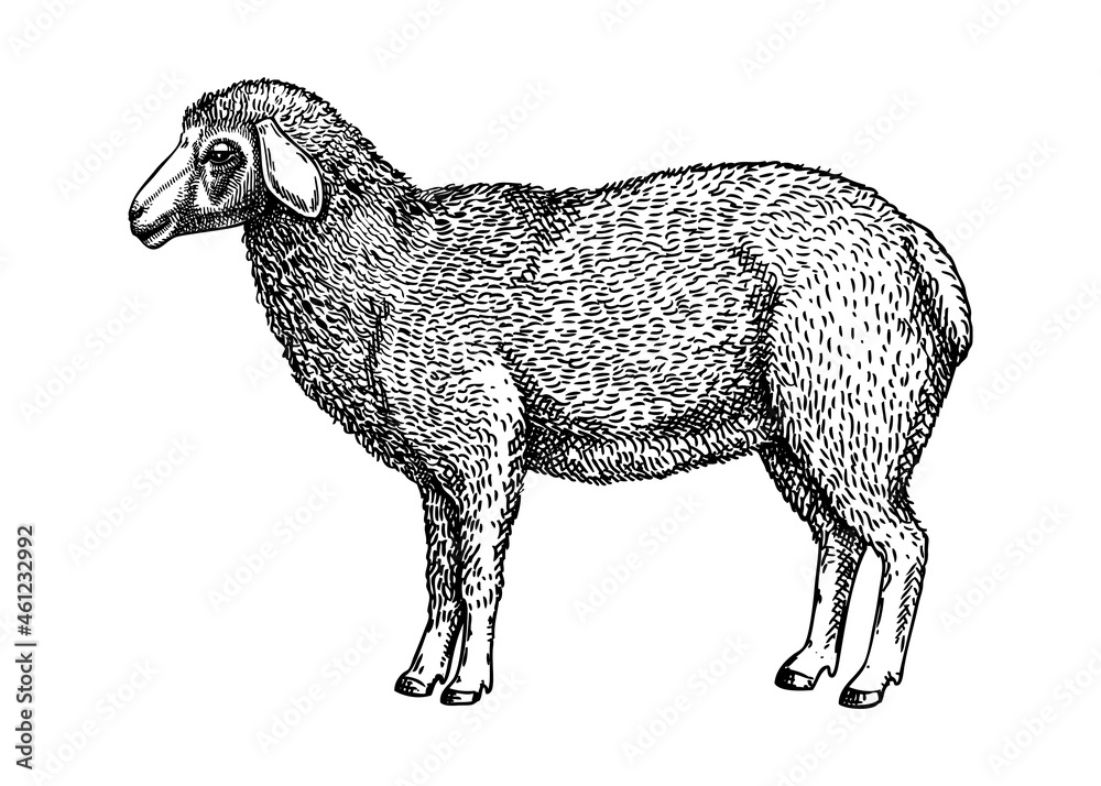 Hand-sketched sheep vector illustration. Farm animal hand drawing. Cute ...