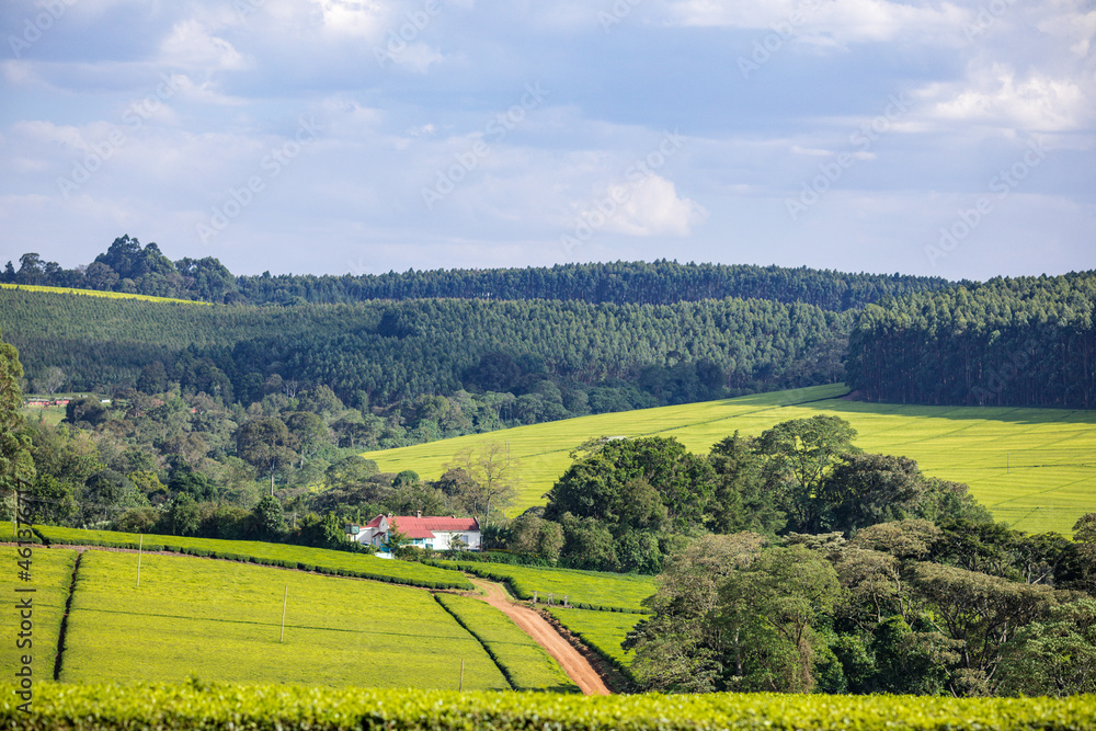 Tea Farm Farming In Kenya Leaf Leaves Landscape Countryside Nature ...