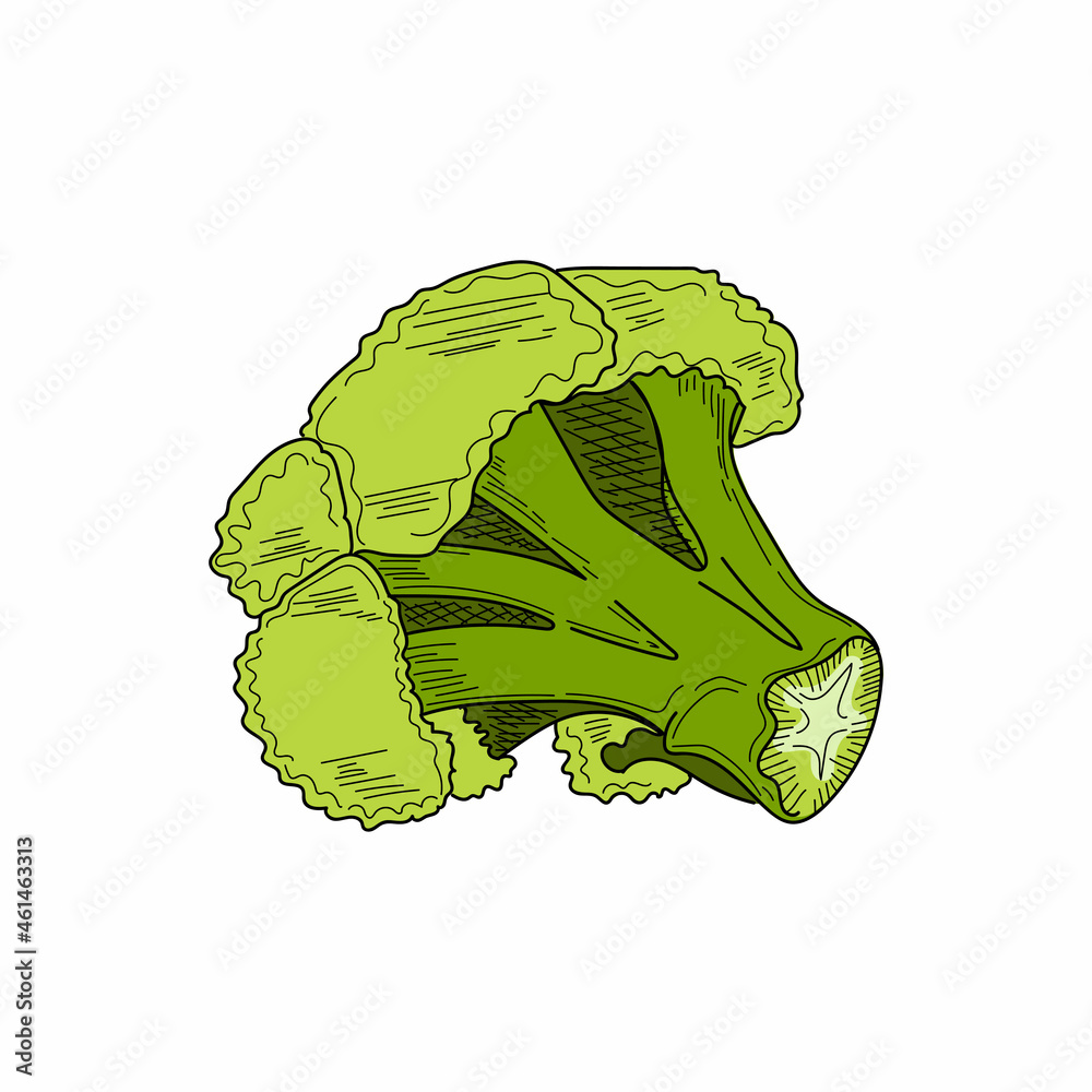 Drawing, engraving, ink, line art, vector illustration broccoli colored ...