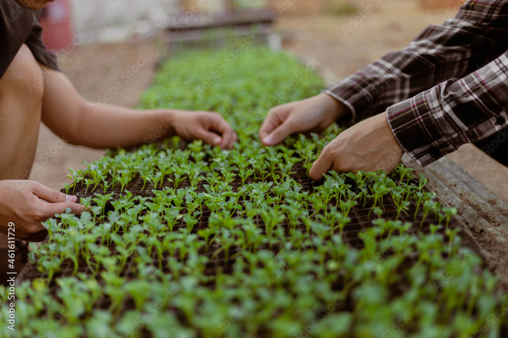 Gardening concept a farmer culling the green seedlings before removing ...