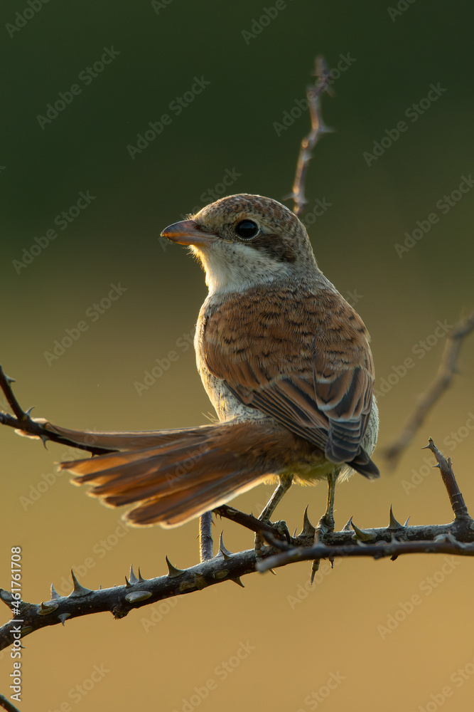 Red-backed shrike (Lanius collurio) male, beautiful songbird sitting on ...