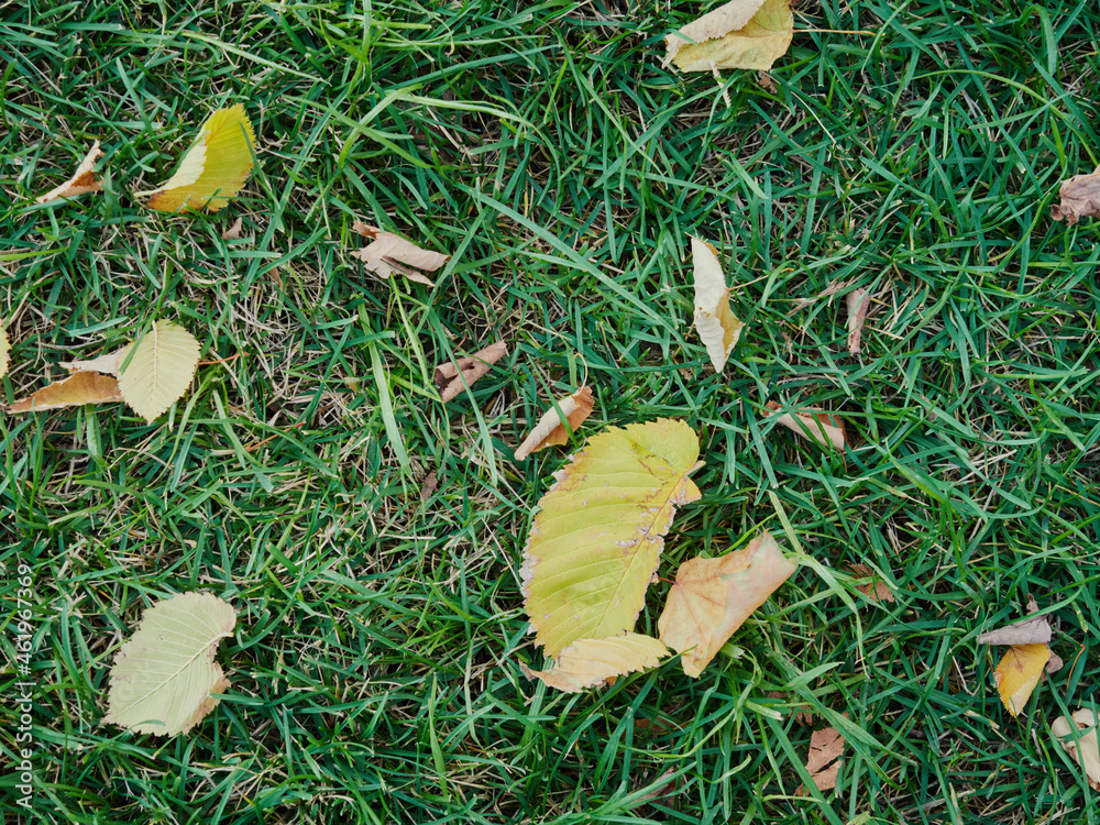 Green grass texture for background. Green lawn pattern and background ...