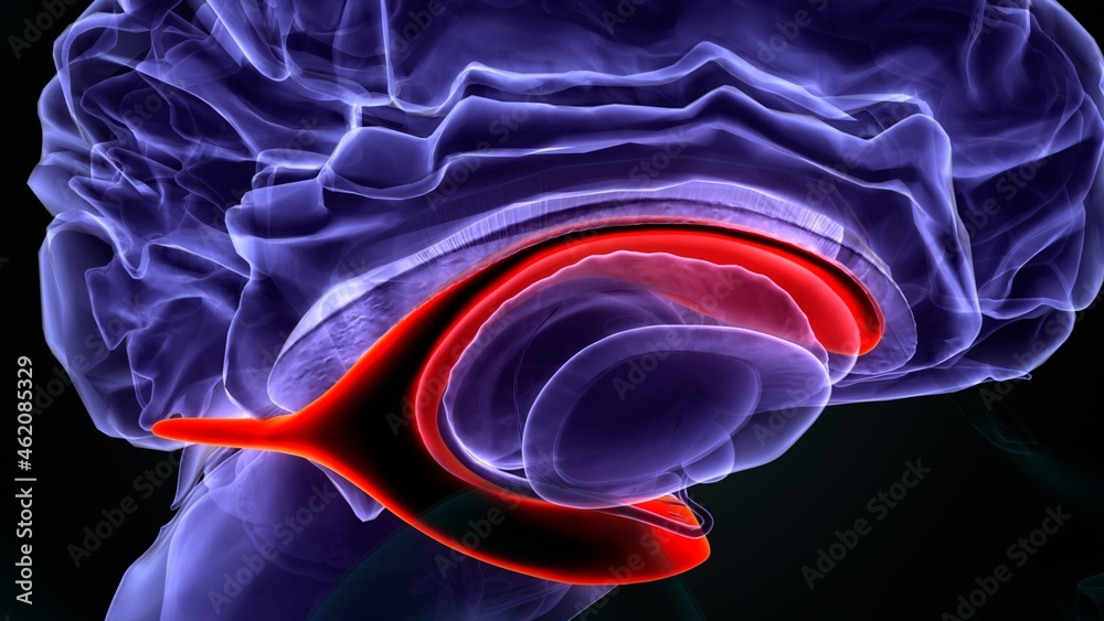 3d illustration of human brain lateral ventricles anatomy. Stock ...