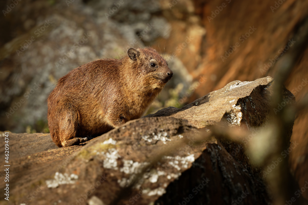Rock Hyrax - Procavia capensis also dassie, Cape hyrax, rock rabbit and ...