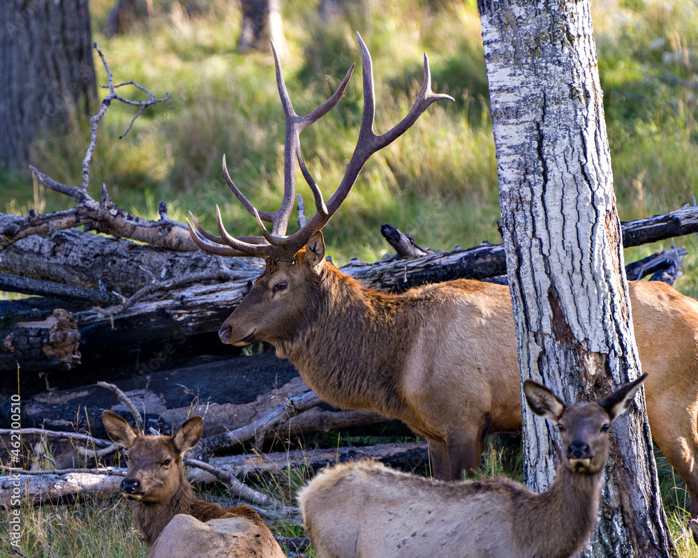 Elk Stock Photo and Image. Male buck protecting his female herd in the ...
