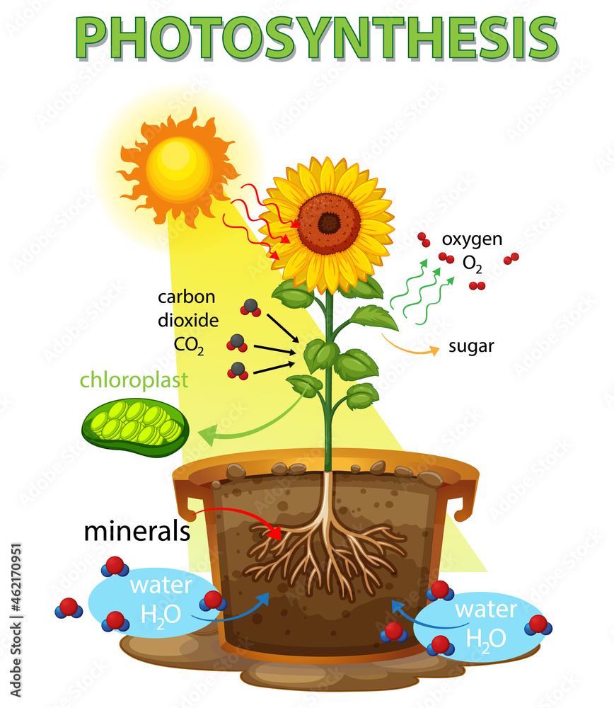 Diagram showing process of photosynthesis in sunflower Stock Vector ...