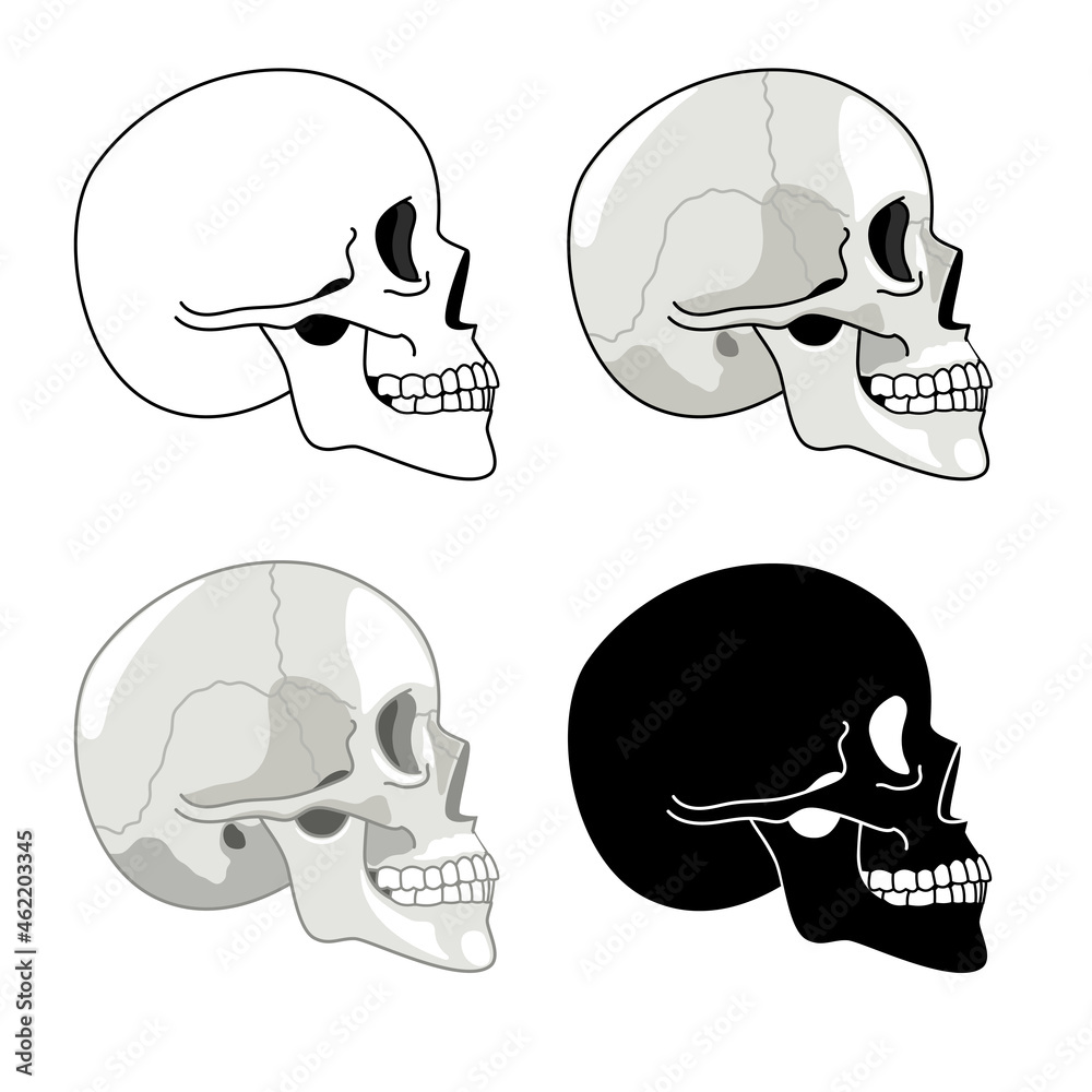 Skull profile. Detailed anatomy and halftone silhouette skulls ...