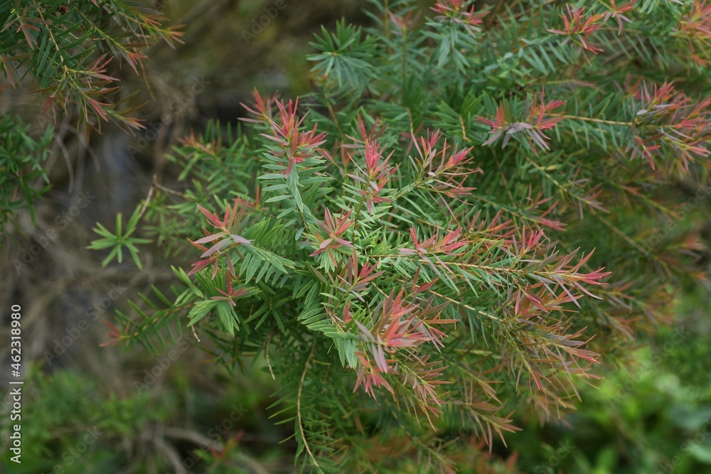 Melaleuca bracteata'Red gem'. Myrtaceae evergreen shrub. Native to ...