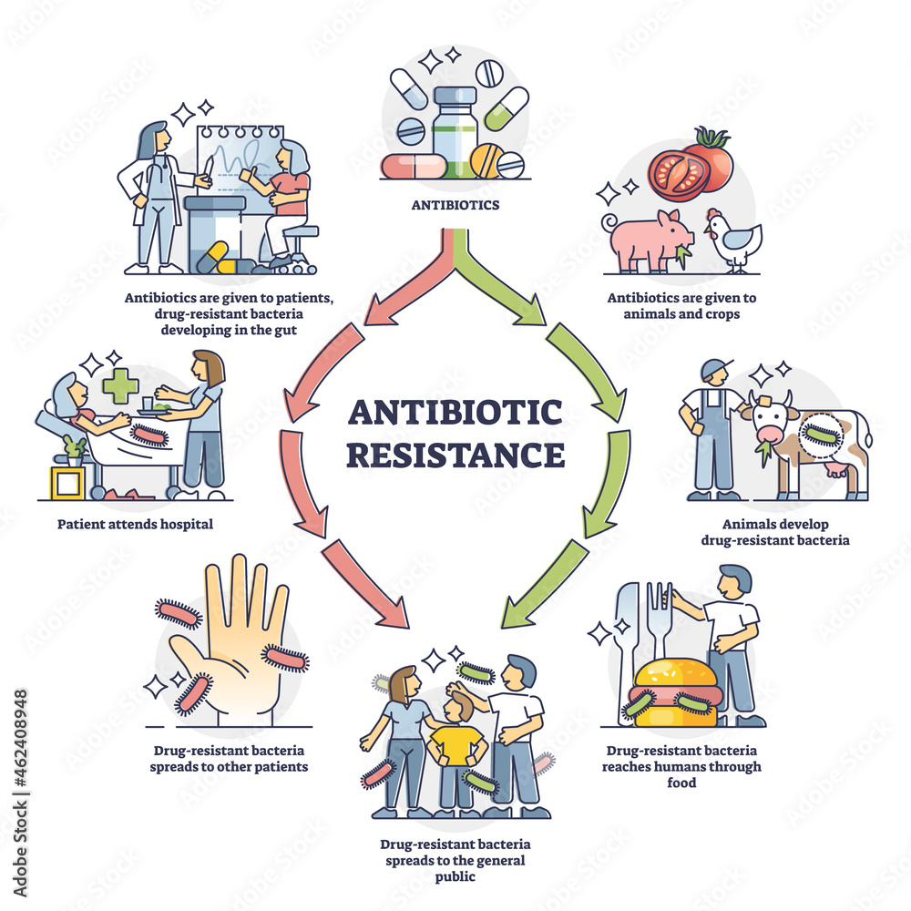 Antibiotic resistance process cycle, illustrated outline diagram. Drug resistant bacteria ...