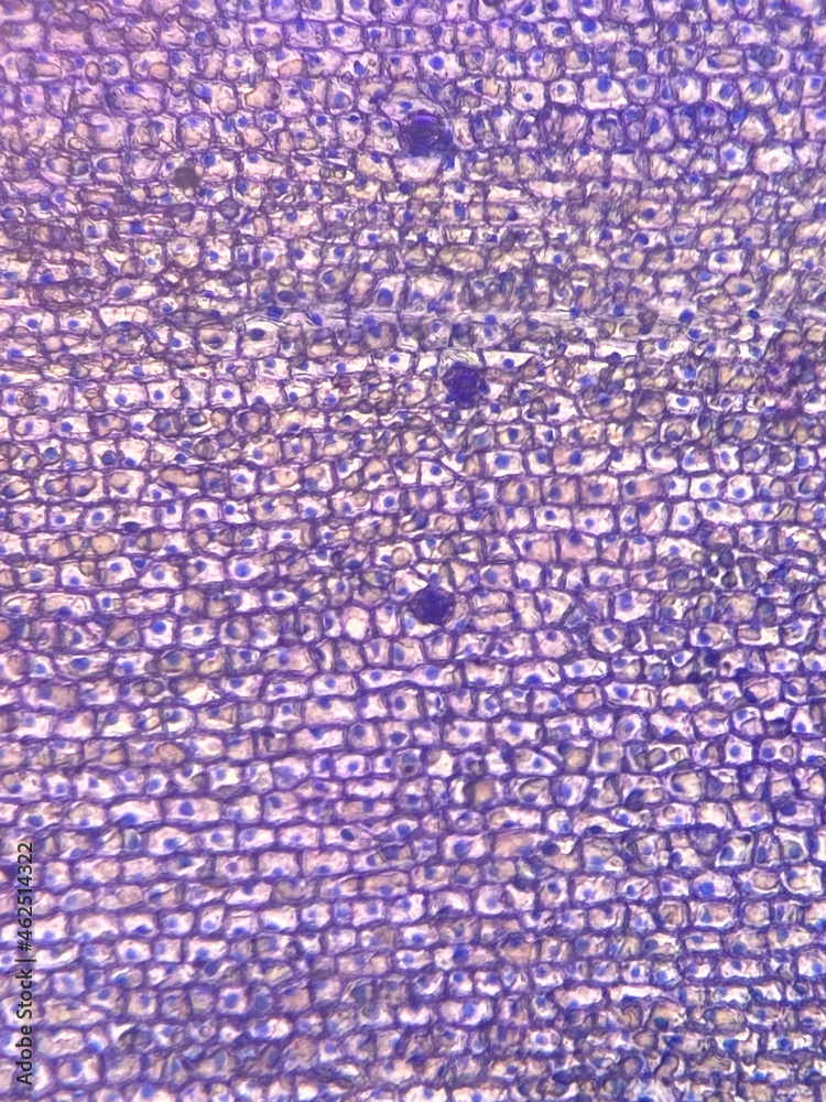 photo of garlic suction cells under microscope Stock Photo | Adobe Stock