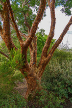 Paperbark Thorn Tree And Lens Flare Free Stock Photo - Public Domain ...