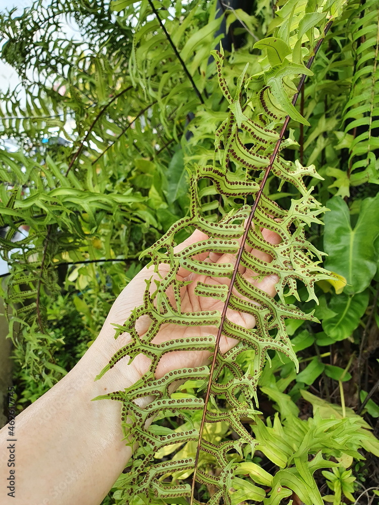 Woman's hand holds a mature leaf with spores of Sword Fern, Fishbone ...
