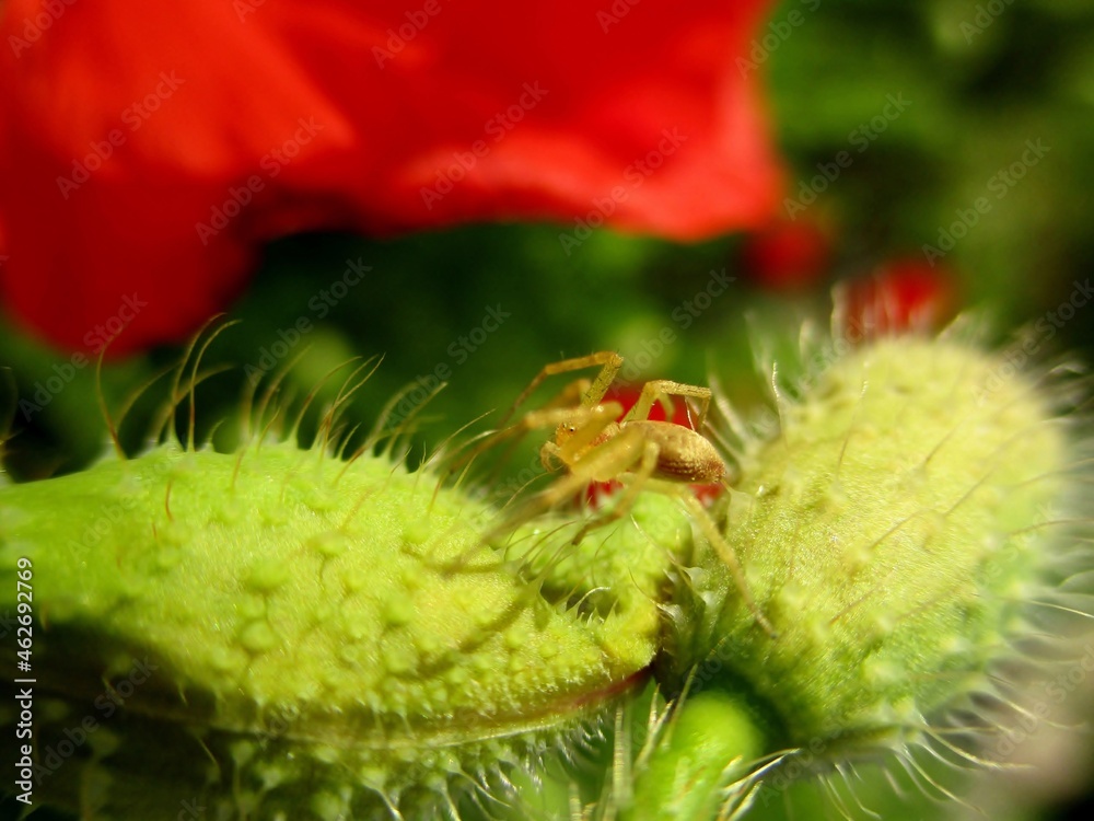 Stock-Foto „Small yellow spider on two poppy flower buds“ | Adobe Stock