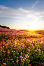Summer Sunset Free Stock Photo - Public Domain Pictures