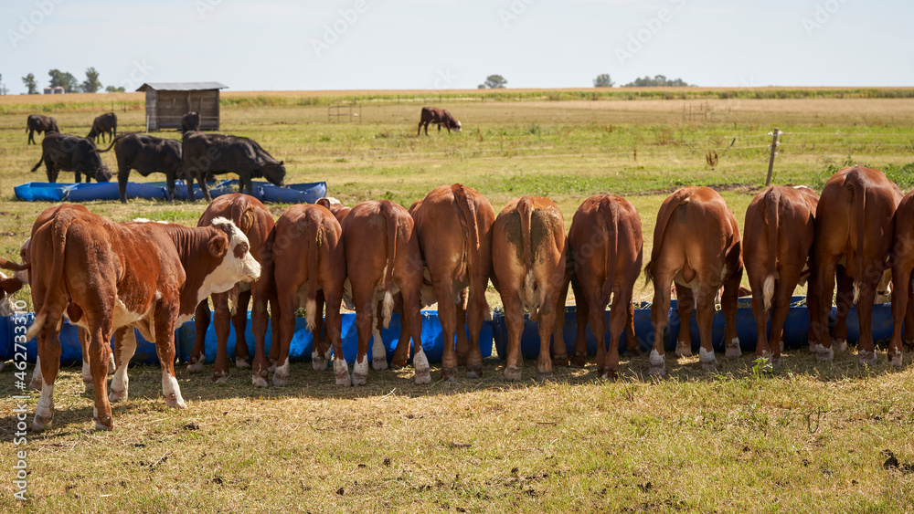 Cattle Feeding. bulls cows eating from feed trough. Cattle Feeding ...