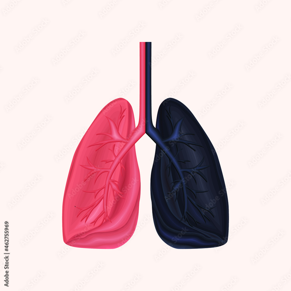 Medical Education Chart Lung Anatomy Stock Vector | Adobe Stock
