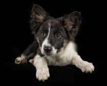 Cute Border Colie Puppy Free Stock Photo - Public Domain Pictures