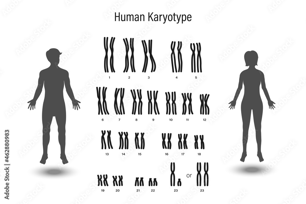 Human karyotype. Male and Female chromosome. Biological study Stock ...