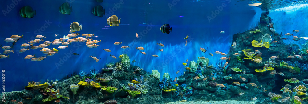 Fish and landscape in the aquarium Stock Photo | Adobe Stock
