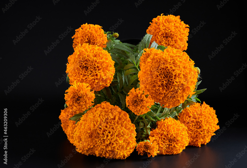 Flor de cempasúchil se utiliza como decoración y ofrenda de día de ...