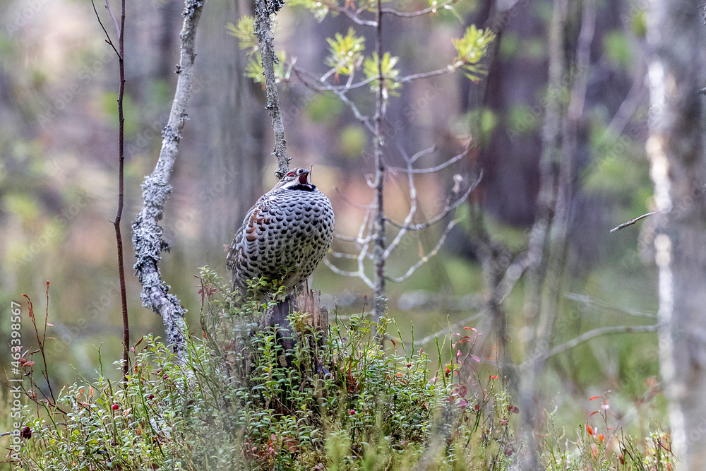 Grouse, hazel grouse, fritillaria, hazel-hen. Bird of the northern forest. Hunting. Hunting bird ...