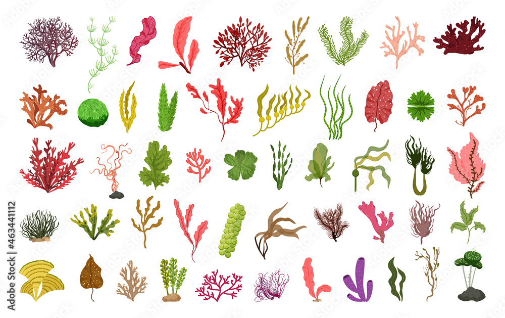 Collection of colorful detailed algae. Illustrations isolated on white ...